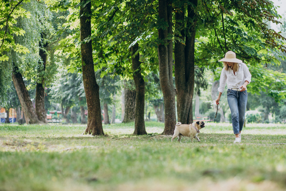 De Levensfases van de Hond: Een gids voor elke baas